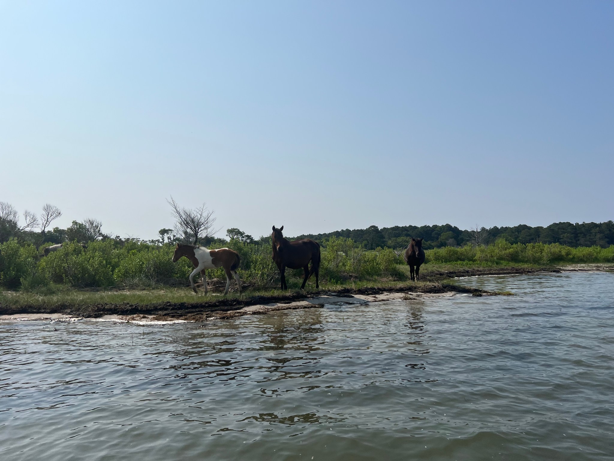 Visit Chincoteague Island Virginia – The Virginia Hype Girl: Uncovering ...
